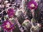 Cactus flower. Tonto Nat. Park. Arizona | openEQUELLA