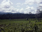 Sarawak. Swidden fields | openEQUELLA